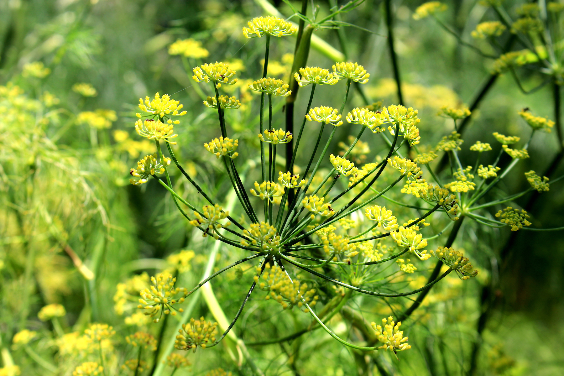 Fennel Uses As Food & Medicine – Mother Earth News Staging